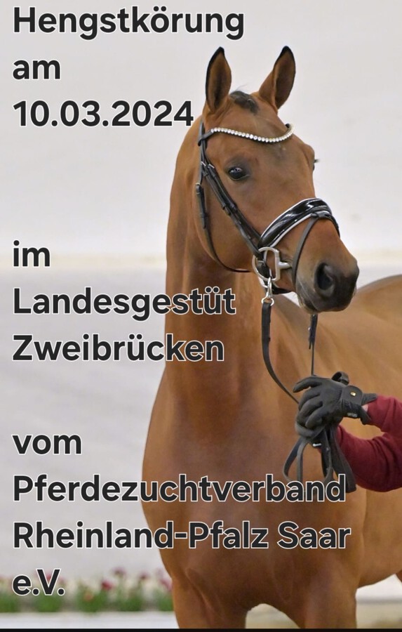 Pferdezuchtverband Rheinland-Pfalz-Saar - Körung des ... Pferdezuchtverband Rheinland-Pfalz-Saar - Körung des ...